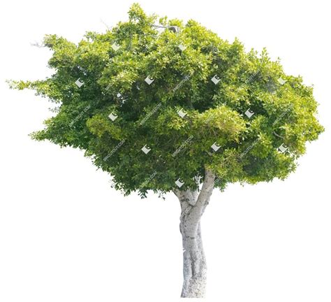 Cut Out Tree MrCutout Com
