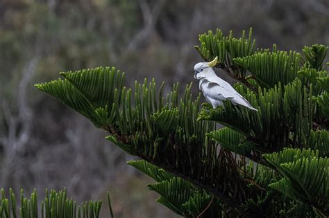 Bird Cockatoo Sulphur Crested Free Photo On Pixabay Pixabay