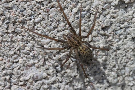 Réf 71671 ARACHNIDA Araneae Agelenidae Tegenaria sp