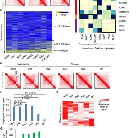 The Stripediff Algorithm To Detect Differential Stripes A Flowchart