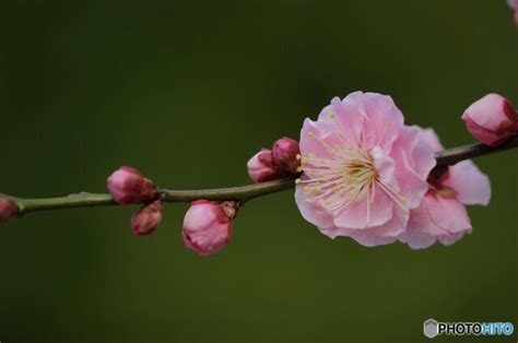 By Katu Id Photohito