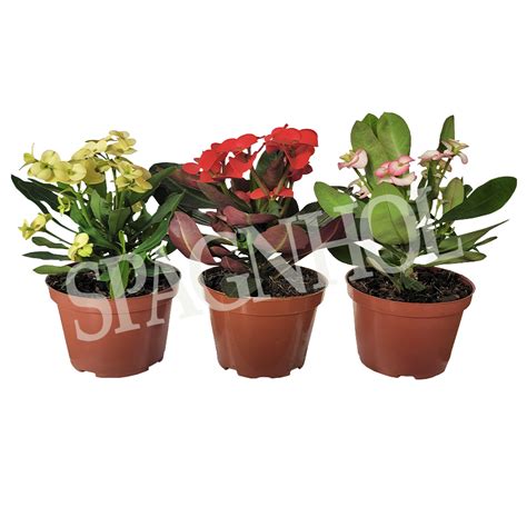euphorbia miliiana sortida p11 kit 3 unidades spagnhol plantas