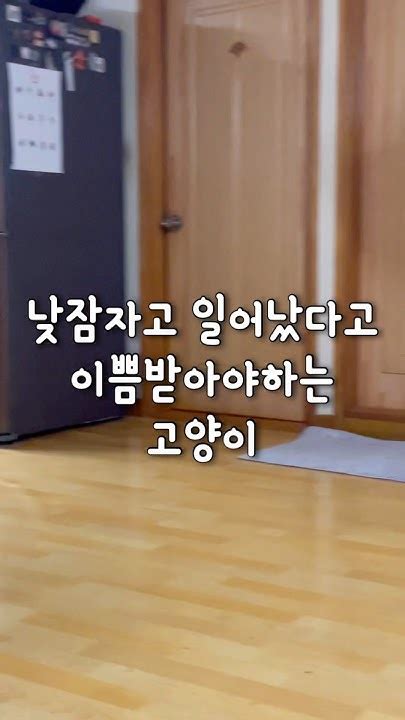 자고 일어나면 이쁨 받아야하는 편 고양이 Cat Cutecat Youtube
