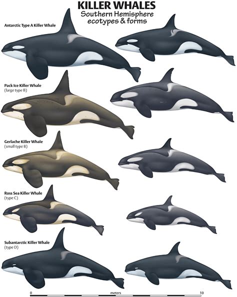 Pin On Whales