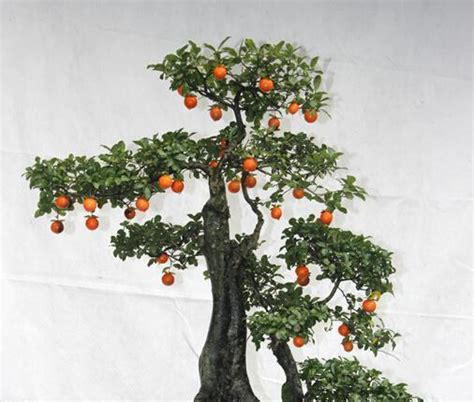 教你几招金弹子盆景的制作，还有养护技巧，保证果实爆满盆！ 搜狐大视野 搜狐新闻