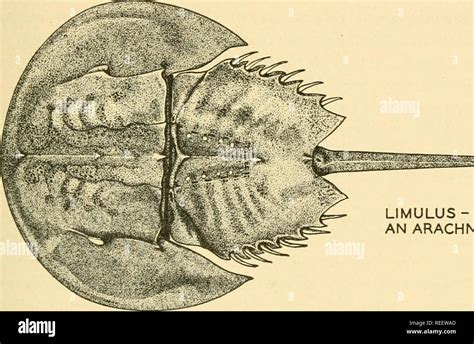 Comparative Anatomy Anatomy Comparative The Animal Kingdom 15