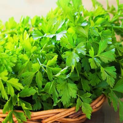 Parsley Italian Improved 100 Seeds Herbal Remedy Tea Medicinal Herbs