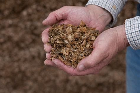 Chop Length And Kernel Processing Raise Corn Silage Value Michigan Farm News