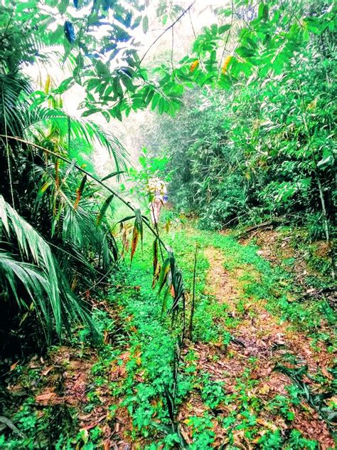 Powerlink NQ Land Management Services