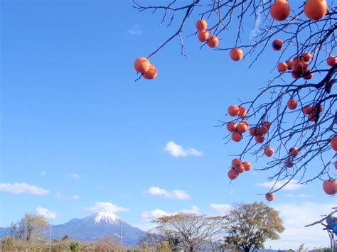 なごみの日々の写真館