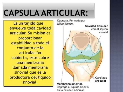 Osteología