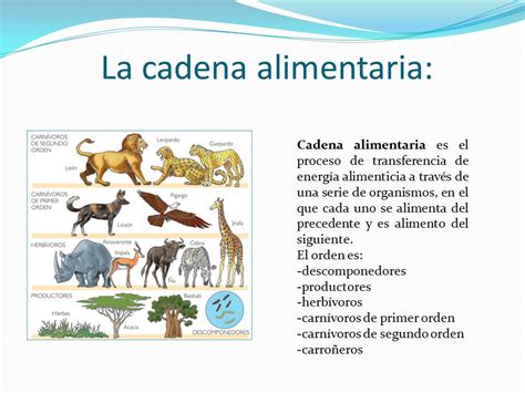 Tomidigital Cadena Alimenticia