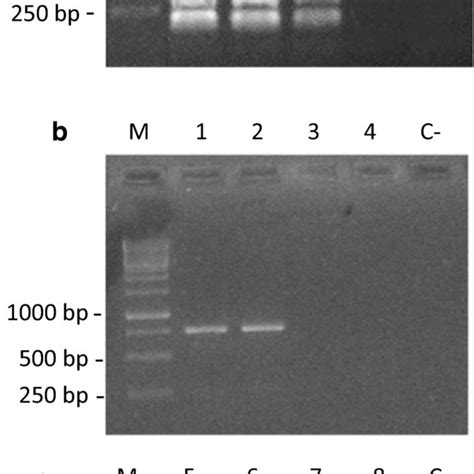 Evaluation Of The Sensitivity Of Lamp A Reference Pcr B And Download Scientific Diagram