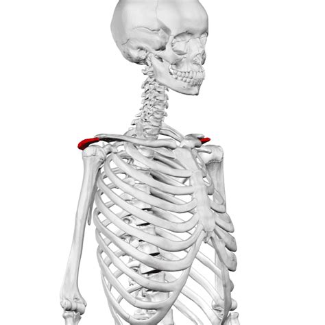 Arthroscopic Subacromial Decompression Surgery Hubpages