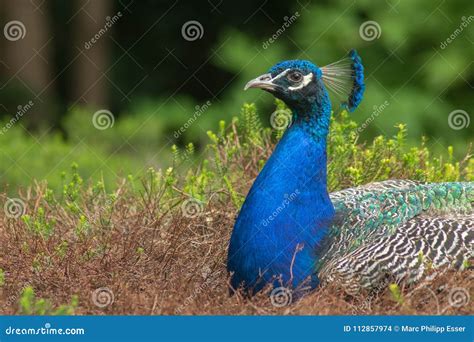 Peacock Resting On A Sunny Afternoon In The Botanic Gardens Of C Stock