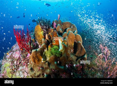 Tropical Fish And Glassfish Around Thriving Colorful Hard Corals On A