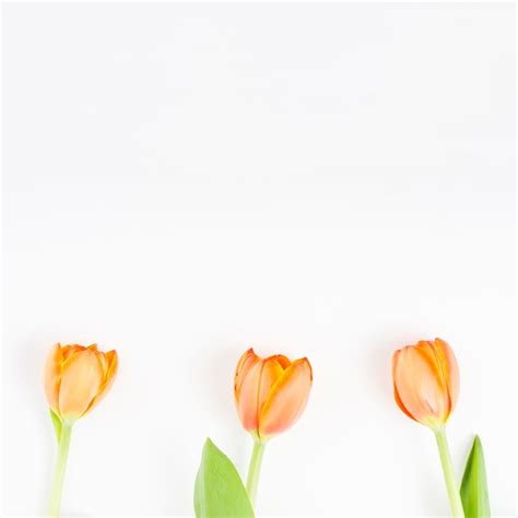 Tres Tulipanes Naranjas Sobre Fondo Blanco Foto Gratis