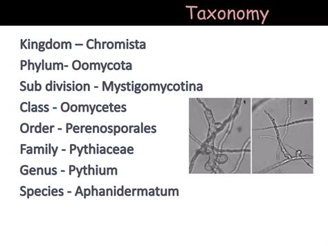 Ginger Soft Rot Pptx