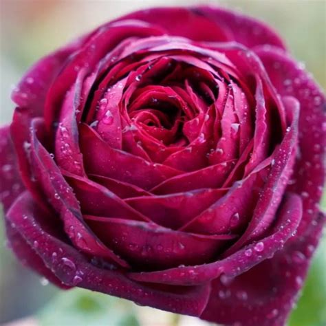 Black Caviar Rose Strong Frangrance Deep Burgundy