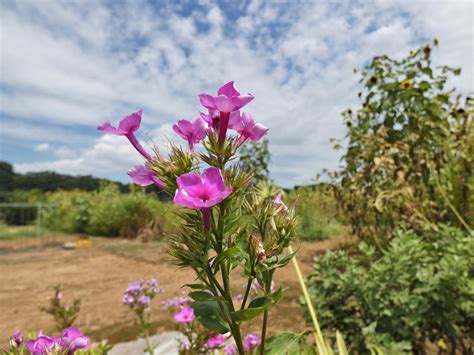 草夾竹桃 武蔵の国から