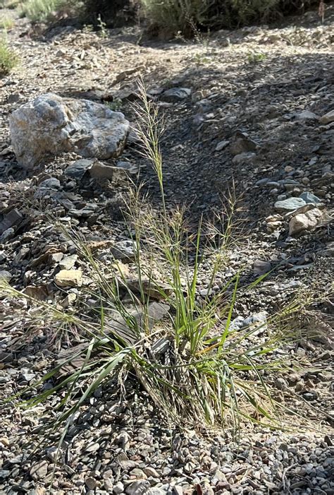 Parishs Needlegrass Search Native Plant Hub