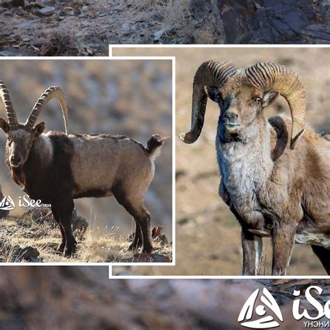 “Таван толгой төмөр зам” ХХК ийн Гүйцэтгэх захирал Н Удаанжаргал хил давж зугтаагүй солонгост