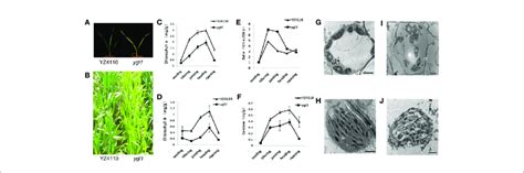 Characterization Of Wheat Yellow Green Leaf Mutant Ygl1 A B