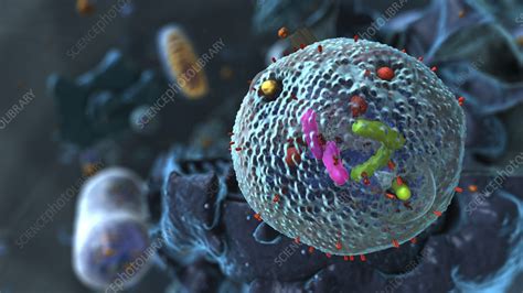 Lysosome Illustration Stock Image F041 6011 Science Photo Library