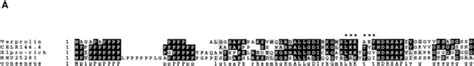 The Actin Binding Domain Of Verprolin A Homologies Between The First