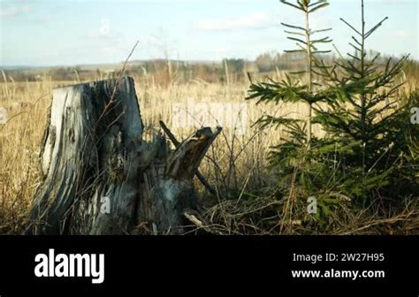 Bark Wood Beetle Pest Ips Typographus Infestation Spruce Bast Tree