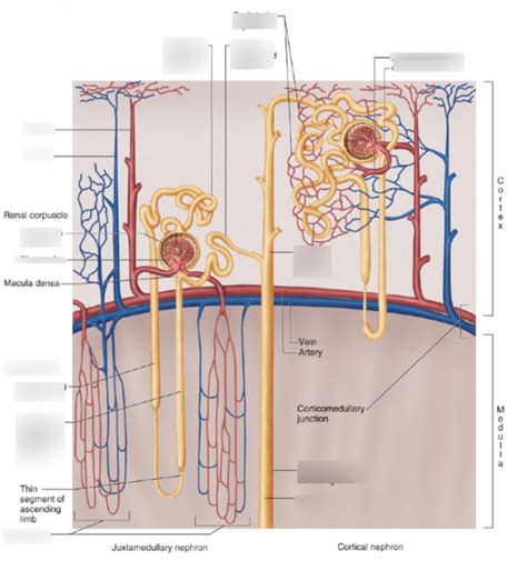 MCDB 111 Kidney Diagram Quizlet