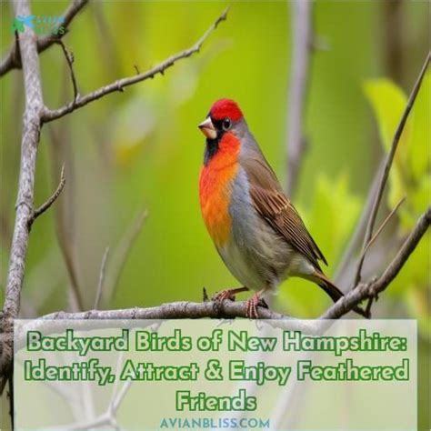 Backyard Birds Of New Hampshire Identify Attract And Enjoy Feathered