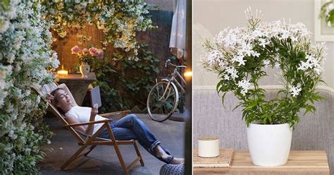 Everything You Need To Know About Growing Jasmine Indoors Rumour Epic