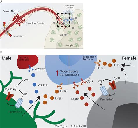 A Look Into The Future Your Biological Sex May Guide Chronic Pain A Look Into The Future Your Biological Sex May Guide Chronic Pain