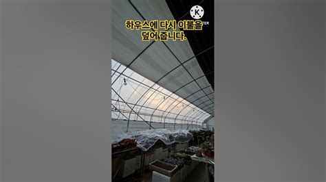 하우스에 이불부직포 덥어주기1중 은 비닐 2중도 비닐 3중은 이불 덥어주고 퇴근겨울다육보온필수 Youtube