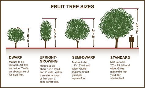 Jonagold Northwoods Tree Farm Llc