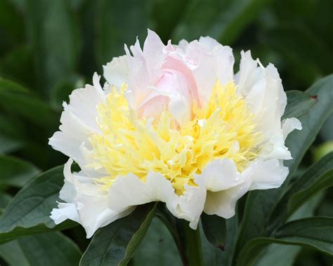 Paeonia Lactiflora Top Brass Bare Roots — Buy Bomb Shaped Peonies