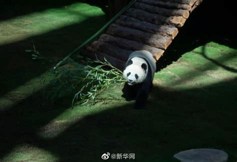 世界杯临近大熊猫京京和四海正式亮相卡塔尔 腾讯新闻