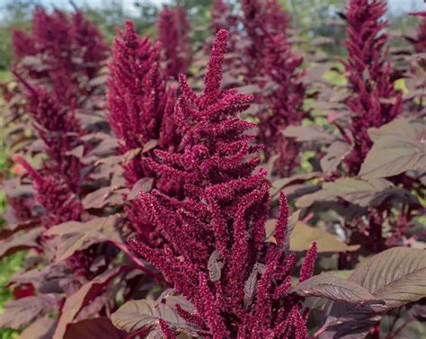 Amaranth Flower Meaning Symbolism And Colors Pansy Maiden