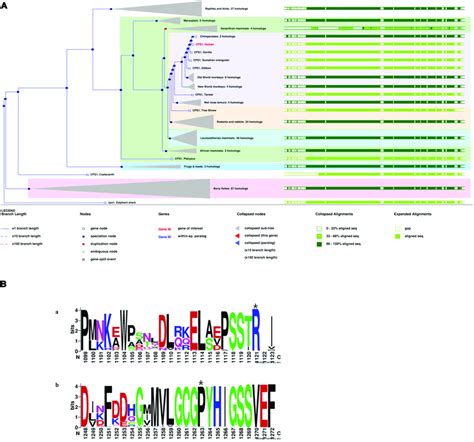 A Phylogenetic Tree Of CPS1 With 197 Homologous Sequences From 186