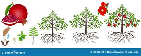 Cycle Of Pomegranate Plant Growth Isolated On White Background Stock