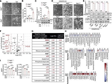 Autophagy Promotes Cell Survival By Maintaining NAD Levels Developmental Cell