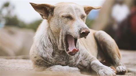 Elderly Man Accused Of Raping Stray Dog In Rajasthans Bharatpur