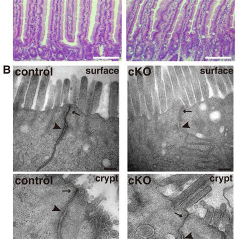 Preserved Morphology Of The Colon Epithelia Lacking Afadin A Colon