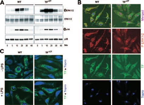Tf Cytoplasmic Domain Deletion Enhances Erk12 Phosphorylation In