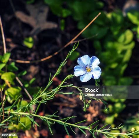 Flax Atau Linum Usitatissimum Juga Dikenal Sebagai Rami Umum Atau Biji