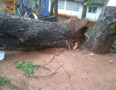 පොලිස් නිලධාරියෙකු ගමන්ගත් යතුරුපැදියක් මතට ගසක් කඩා වැටෙයි ඡායාරූප