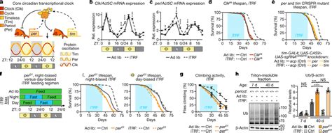 Core Circadian Clock Components Are Required For ITRF Mediated Lifespan