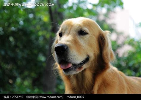 狗头特写照片高清图片下载红动中国