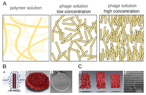 Application Of Bacteriophages In Nanotechnology